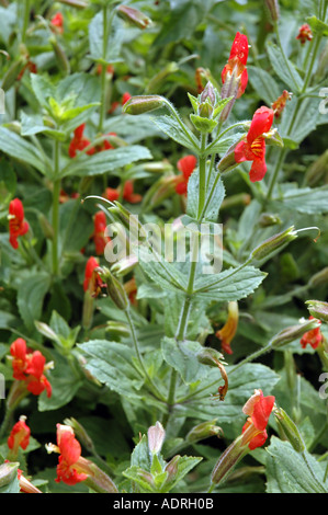 Scarlet Monkey Flower Mimulus cardinalis also called Crimson ...