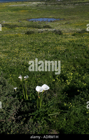 Field of calla lilies (Zantedeschia) on coast Stock Photo - Alamy