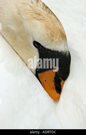 Close up of Swan's head tucked into wing Stock Photo - Alamy