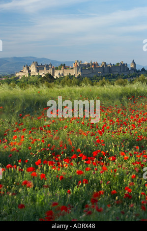 Medieval Cite and a poppy field Carcassonne Languedoc France Stock ...