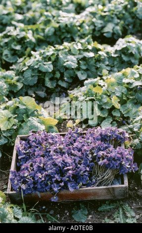 Cornish violets in October Stock Photo - Alamy