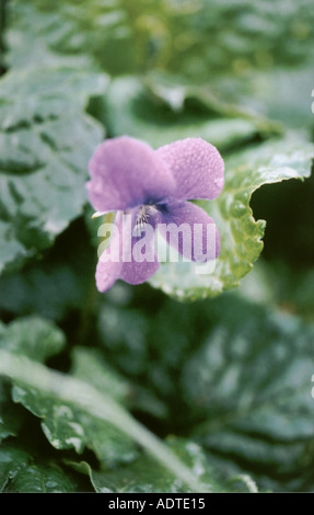 Cornish violet in October Stock Photo - Alamy