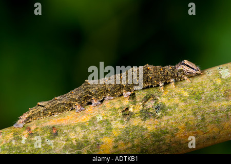 Red Underwing larva - Catocala nupta Stock Photo - Alamy