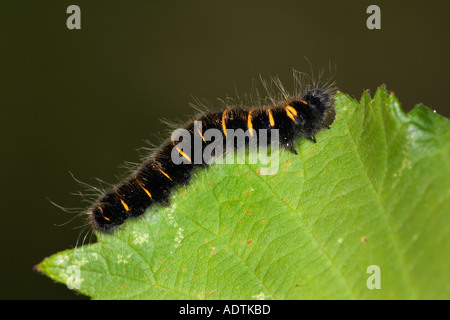 fox moth (Macrothylacia rubi), with larva of a parasite, Germany, Baden ...