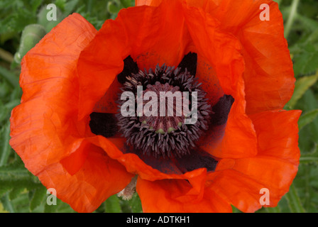 PAPAVER ORIENTALE ALLEGRO. ORIENTAL POPPY Stock Photo - Alamy