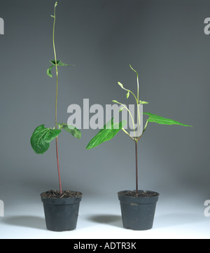 Apical dominance, comparing two runner bean plants where one has had ...