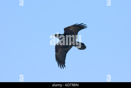 Common Raven Corvus corax Homer Alaska United States 1 March Adult in ...