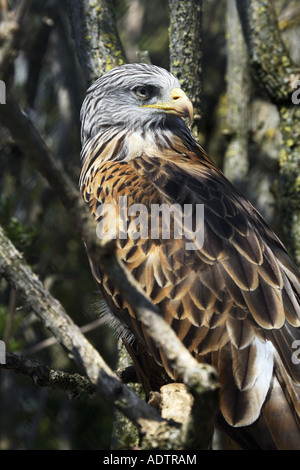 A side profile view of a red kite flying across photograph from the ...
