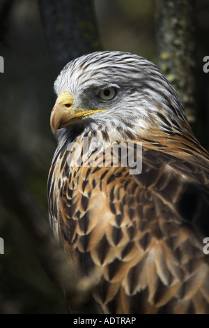 A side profile view of a red kite flying across photograph from the ...
