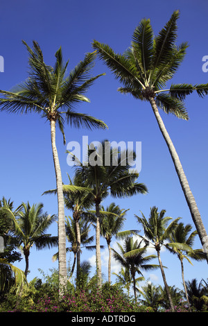 Palm trees, tropic symbol from Okinawa in Japan Stock Photo - Alamy