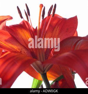 Red lily close up Stock Photo - Alamy