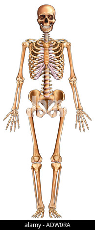 front frontal view standing skeleton of human body Stock Photo - Alamy