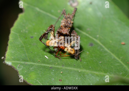 A dandy jumper spider Portia africana Salticidae in rainforest Ghana ...