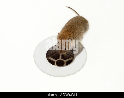 brown mouse looking down a drain hole in a bath Stock Photo - Alamy