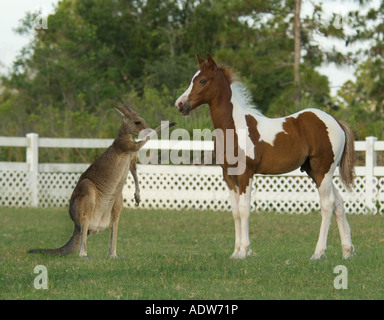 Horse with Kangaroo pasture buddy Stock Photo - Alamy