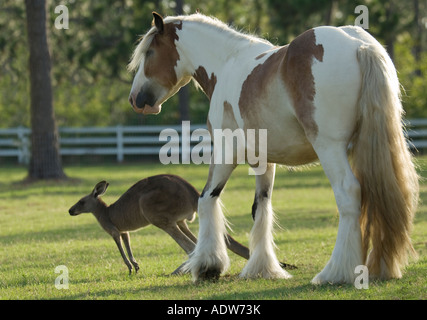 Horse with Kangaroo pasture buddy Stock Photo - Alamy