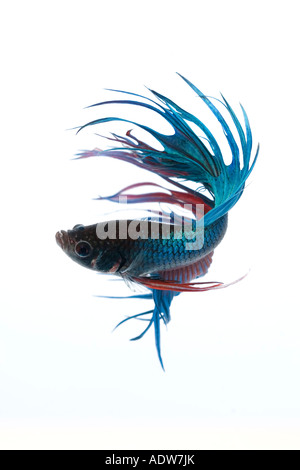 Turquoise and Red Crown Betta fish displaying elaborate fins and ...