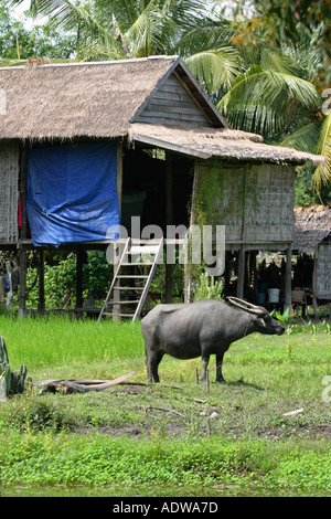 A cow stands in a rice paddy in front of the Cao Ngan Thermal Power ...