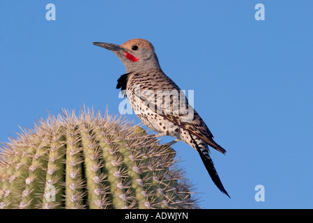 Gilded Flicker Colaptes auratus Tucson Pima Co ARIZONA USA 26 April ...
