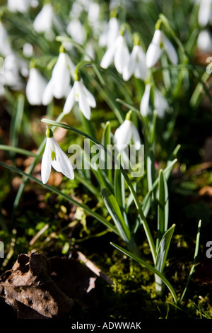 British Snowdrop in spring and full flower Stock Photo - Alamy