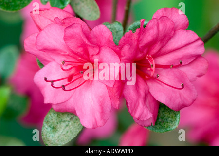 Pink azalia blooms Stock Photo - Alamy