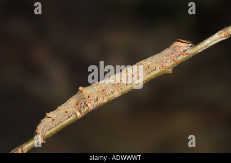 Red Underwing larva - Catocala nupta Stock Photo - Alamy