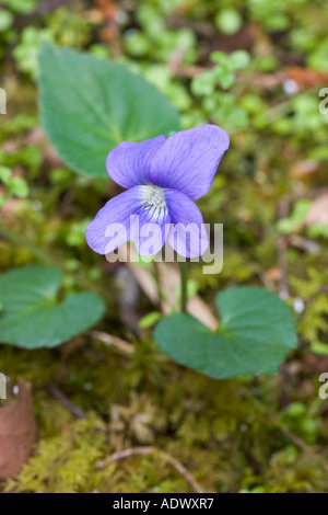 Common blue Violet (Viola papilionacea), Great Smoky Mountains National ...