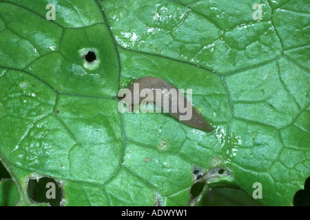 Small white slug feeding on lettuce leaf in garden. England Stock Photo ...