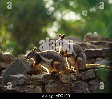 the two yellow footed rock wallabies are eating grass Stock Photo - Alamy