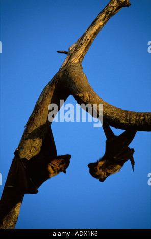 Flying Fox sanctuary Stock Photo - Alamy