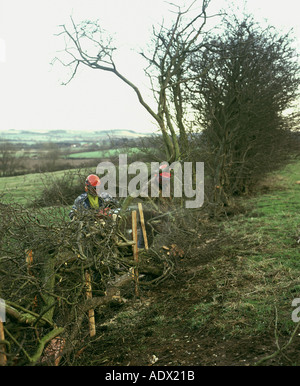 Lincolnshire Wolds countryside england hedgelaying or plashing in ...
