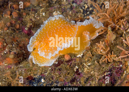 Orange Peel Nudibranch Sea Slug Underwater in Southeast Alaska, USA ...