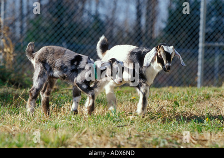 cloned transgenic goats at Nexia Biotechnologies St Telesphore Quebec ...