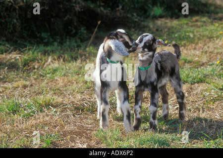 cloned transgenic goats at Nexia Biotechnologies St Telesphore Quebec ...