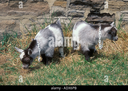 cloned transgenic goats at Nexia Biotechnologies St Telesphore Quebec ...