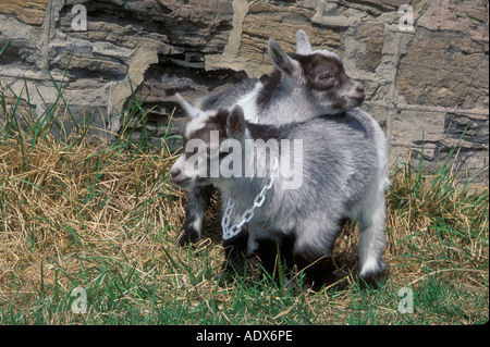 cloned transgenic goats at Nexia Biotechnologies St Telesphore Quebec ...