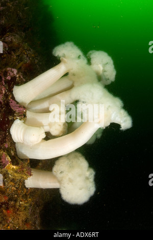 white plumed anemone Metridium senile British Columbia Pacific Ocean ...