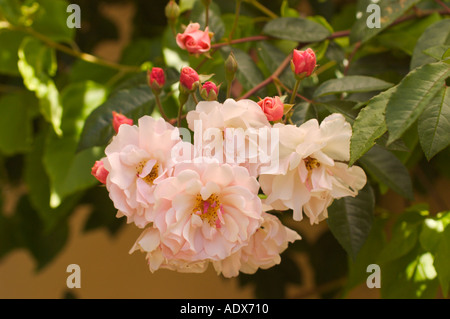 Hybrid musk shrub rose Cornelia is disease resistant and flowers over a ...