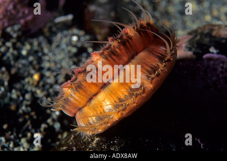 Pacific pink scallop, Chlamys rubida, Vancouver Island, British Columbia, Canada, Pacific Ocean ...