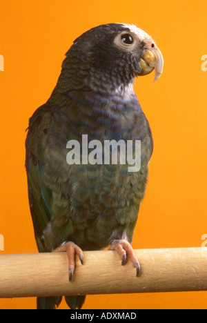 White Cap Pionus Parrot Stock Photo - Alamy