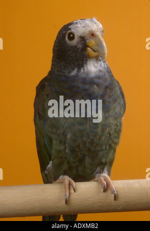White Cap Pionus Parrot Stock Photo - Alamy