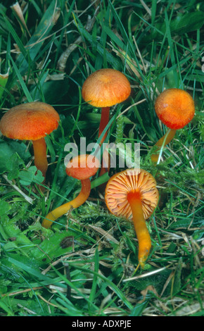 vermilion waxcap (Hygrocybe miniata), group between moss, Germany ...