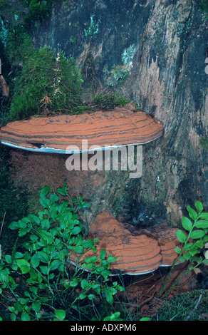 Fruiting bodies of artist's mushrooms (Ganoderma applanatum) growing on ...