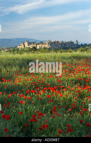 Medieval Cite and a poppy field Carcassonne Languedoc France Stock ...