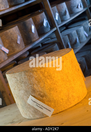 Racks of Traditional Farmhouse Cheddar cheeses which require turning ...