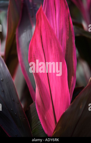 A pink Cordyline plant close up Stock Photo - Alamy