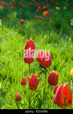 Wild red tulips Stock Photo - Alamy