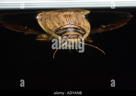 Pond life water boatman in specimen jar and classification sheet Stock ...