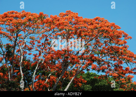 Top of the vaka tree on spring season in kerala Stock Photo - Alamy