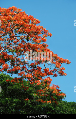 Top of the vaka tree on spring season in kerala Stock Photo - Alamy